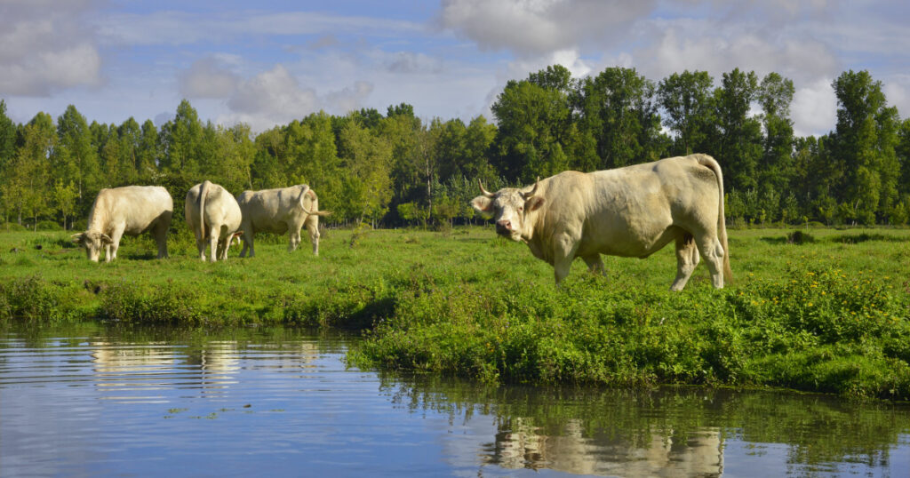 Elevage intensif / Elevage extensif – Le Développement Durable, on s'y ...