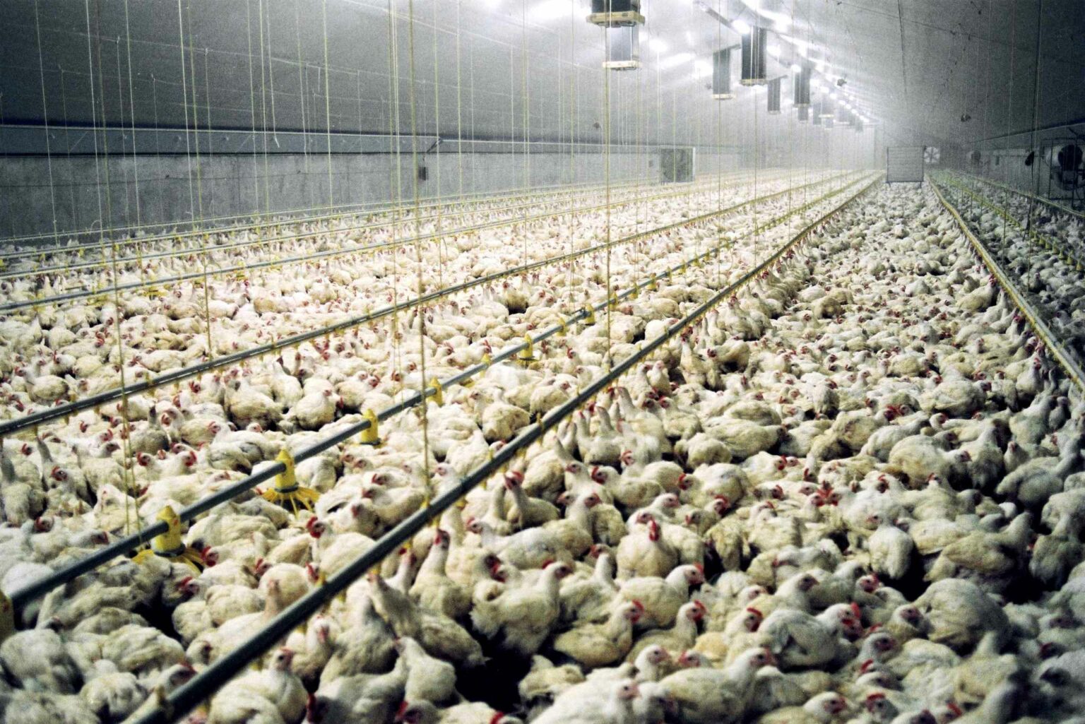 Elevage intensif / Elevage extensif – Le Développement Durable, on s'y ...