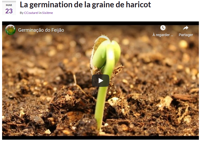 La germination de la graine de haricot – Les Sciences de la Vie et de ...