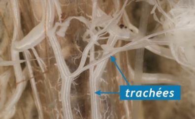 La respiration chez les insectes – Les Sciences de la Vie et de la ...